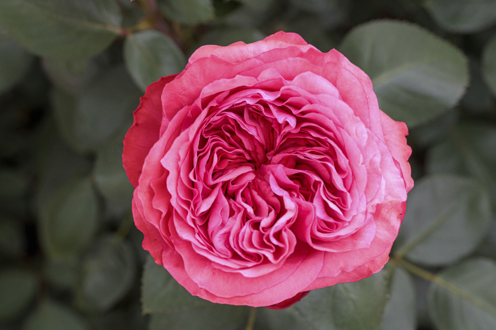 Eight new varieties of rose plants to choose from as a Mother’s Day ...
